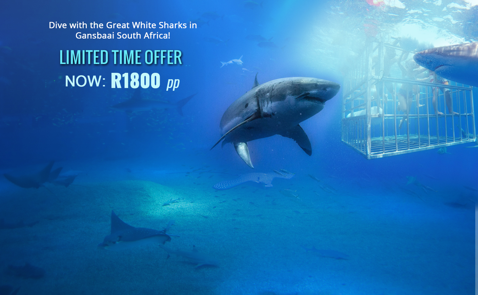 Shark Diving South Africa